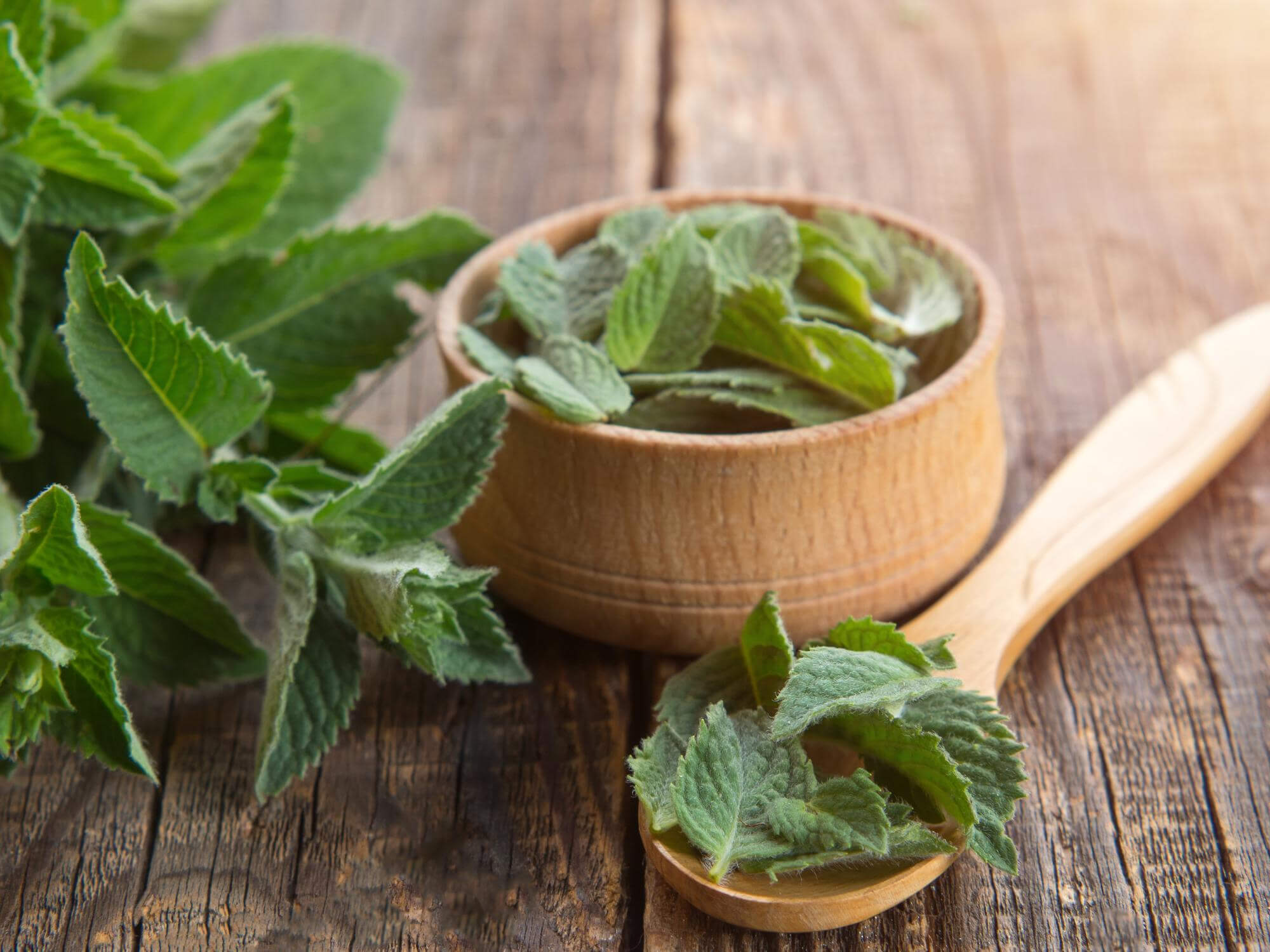 Ingredient Spotlight: Organic Peppermint – Hany's Harvest