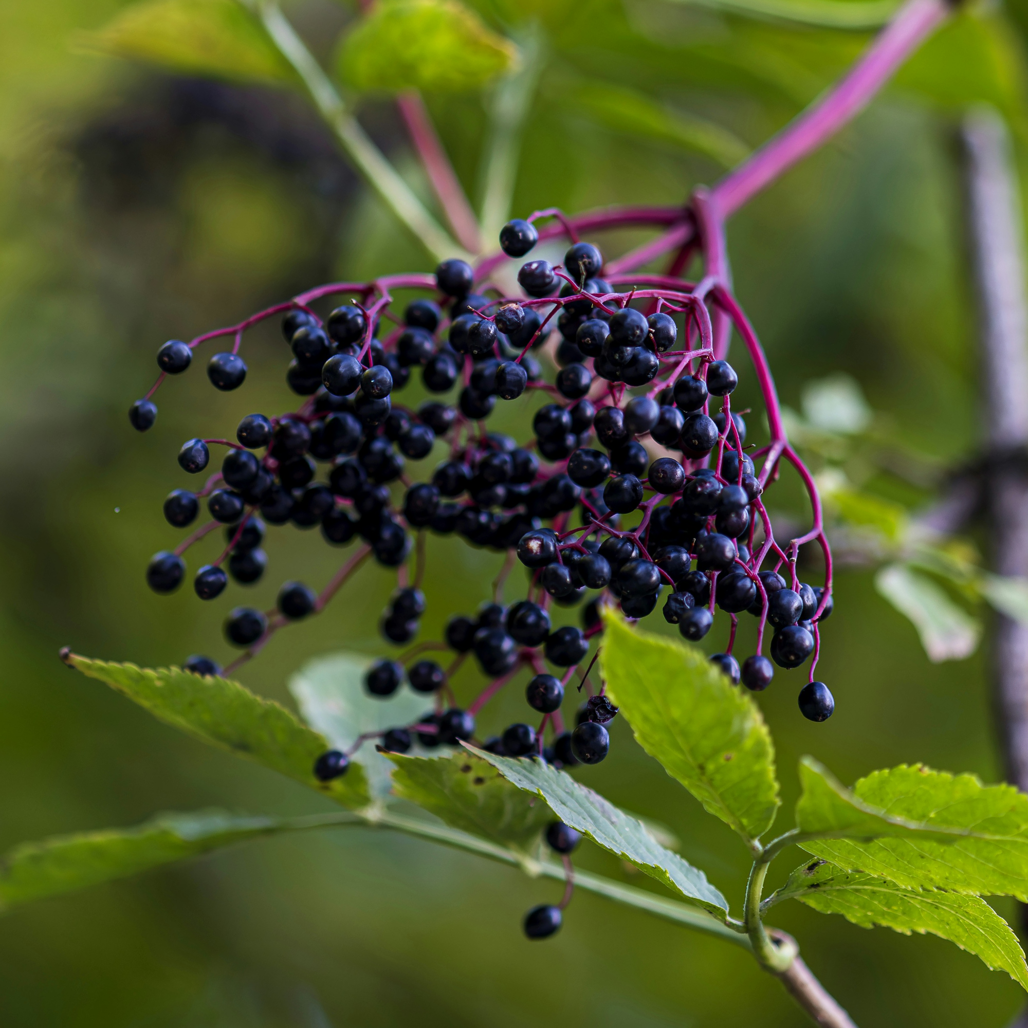 Ingredient Spotlight: Elderberry – Hany's Harvest